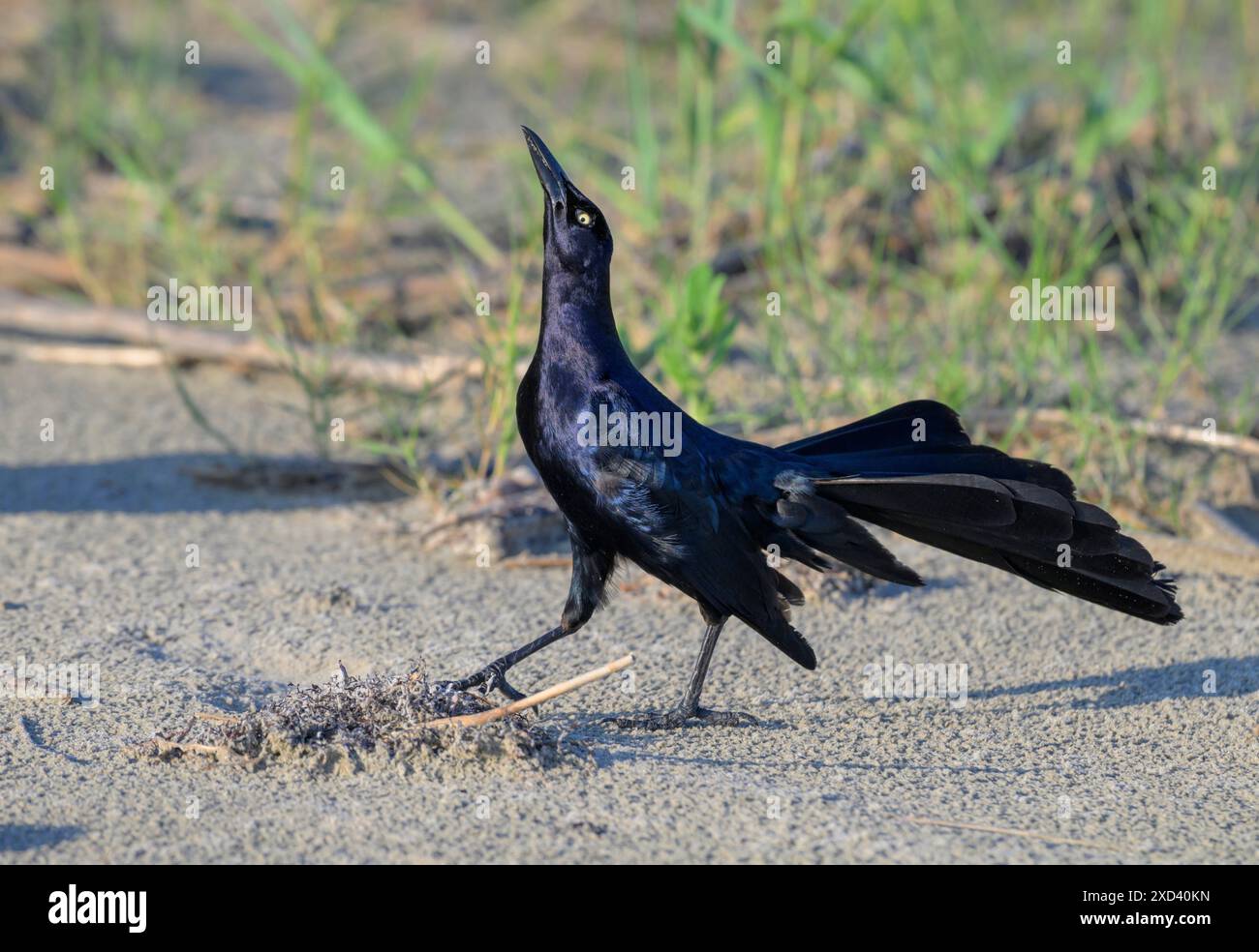 Grackles hi-res stock photography and images - Alamy