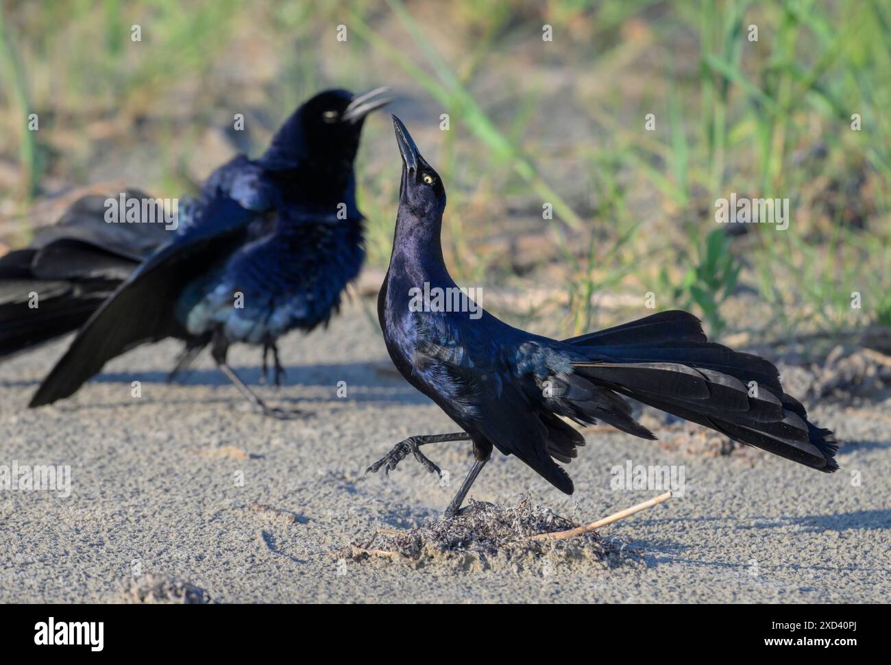 Grackles hi-res stock photography and images - Alamy