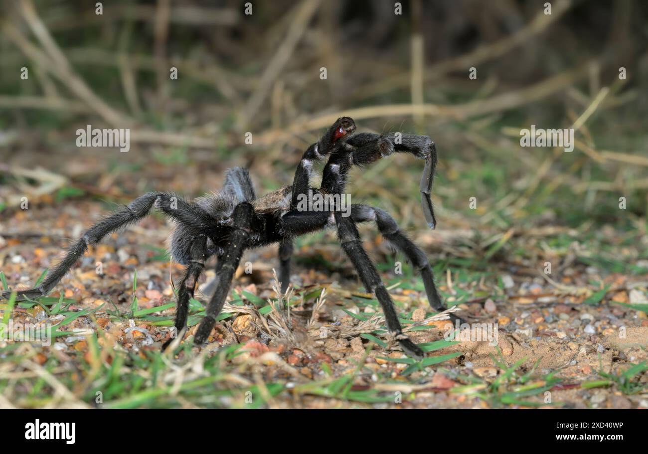 Texas brown tarantula (Aphonopelma hentzi) male roaming at night in ...