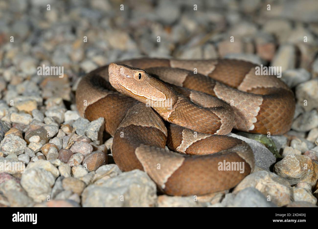 Broad-banded copperhead (Agkistrodon laticinctus), Bastrop County ...