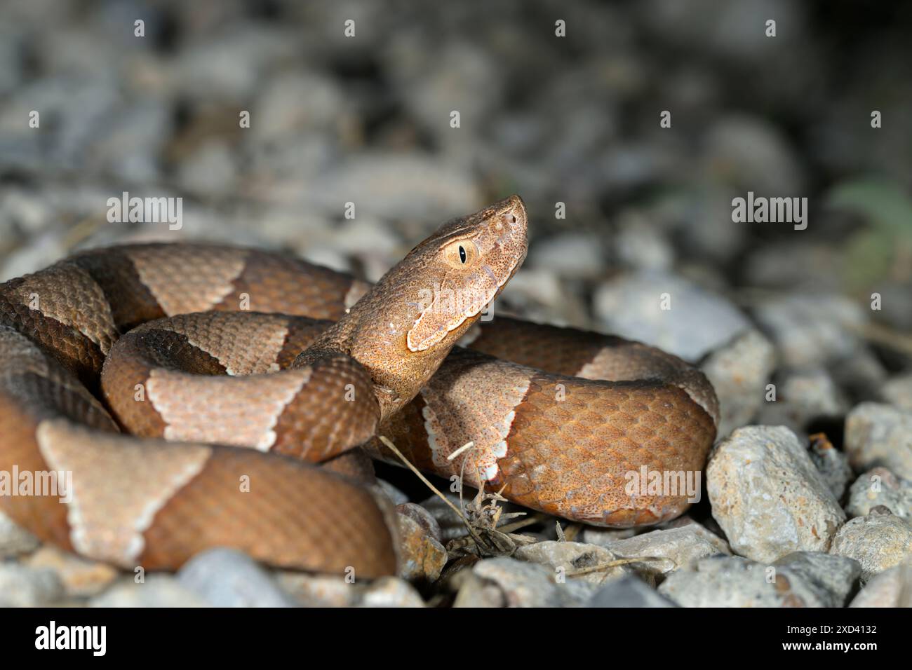 Pit viper snakes hi-res stock photography and images - Alamy