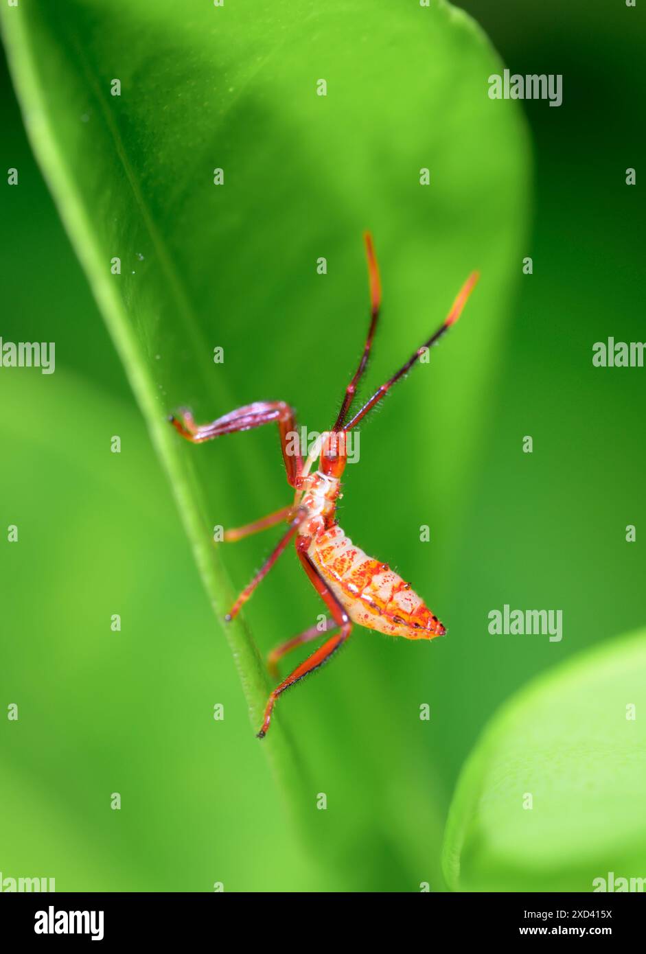 Nymph of giant leaffooted bug (Acanthocephala declivis) on a citrus ...
