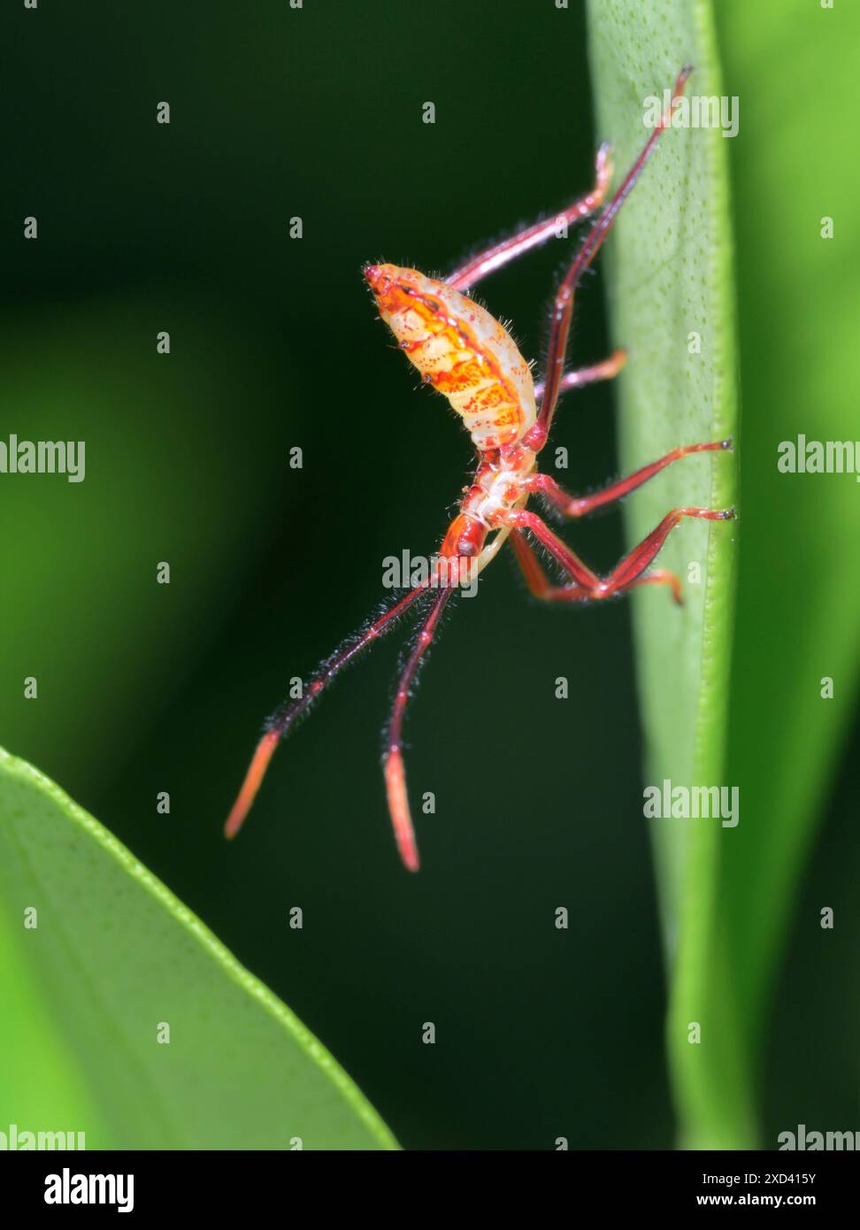 Nymph hi-res stock photography and images - Alamy