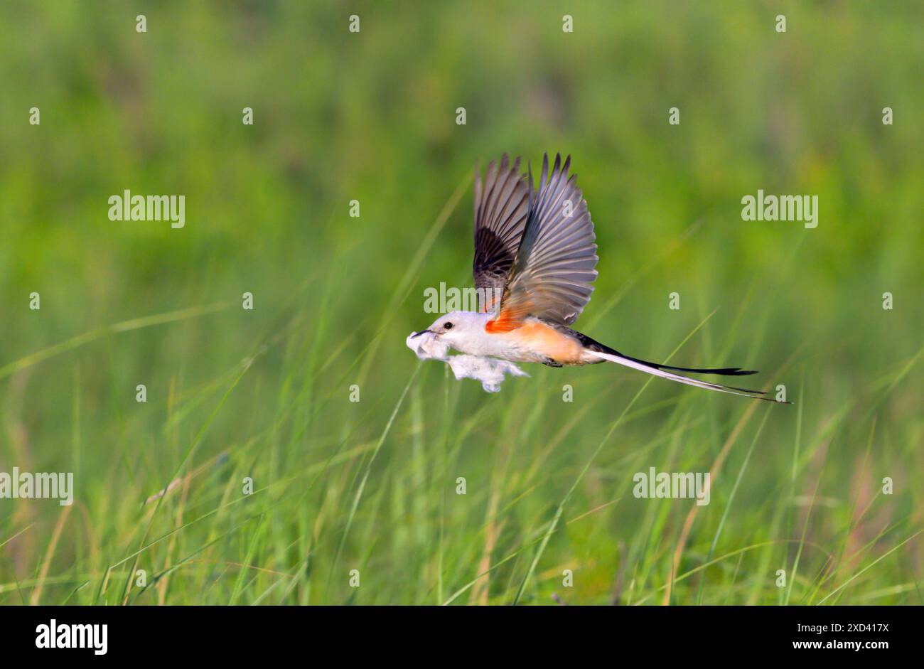 Scissor-tailed flycatcher (Tyrannus forficatus) flying with plant ...