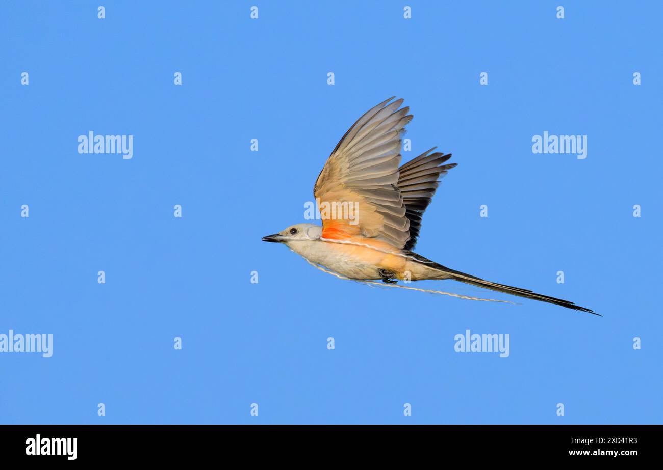 Scissor-tailed flycatcher (Tyrannus forficatus) flying with a piece of ...