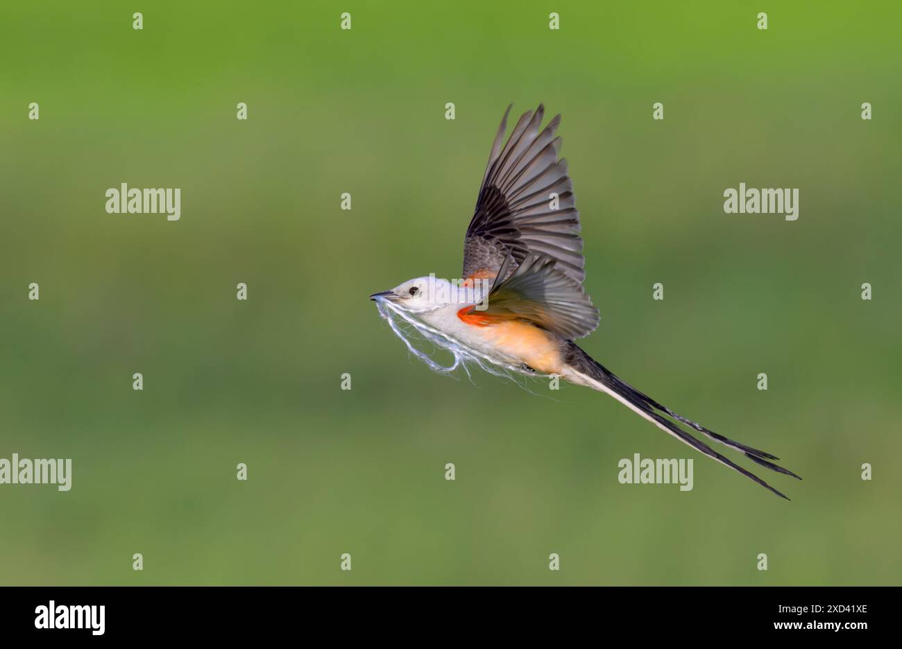Scissor-tailed flycatcher (Tyrannus forficatus) flying with a piece of ...