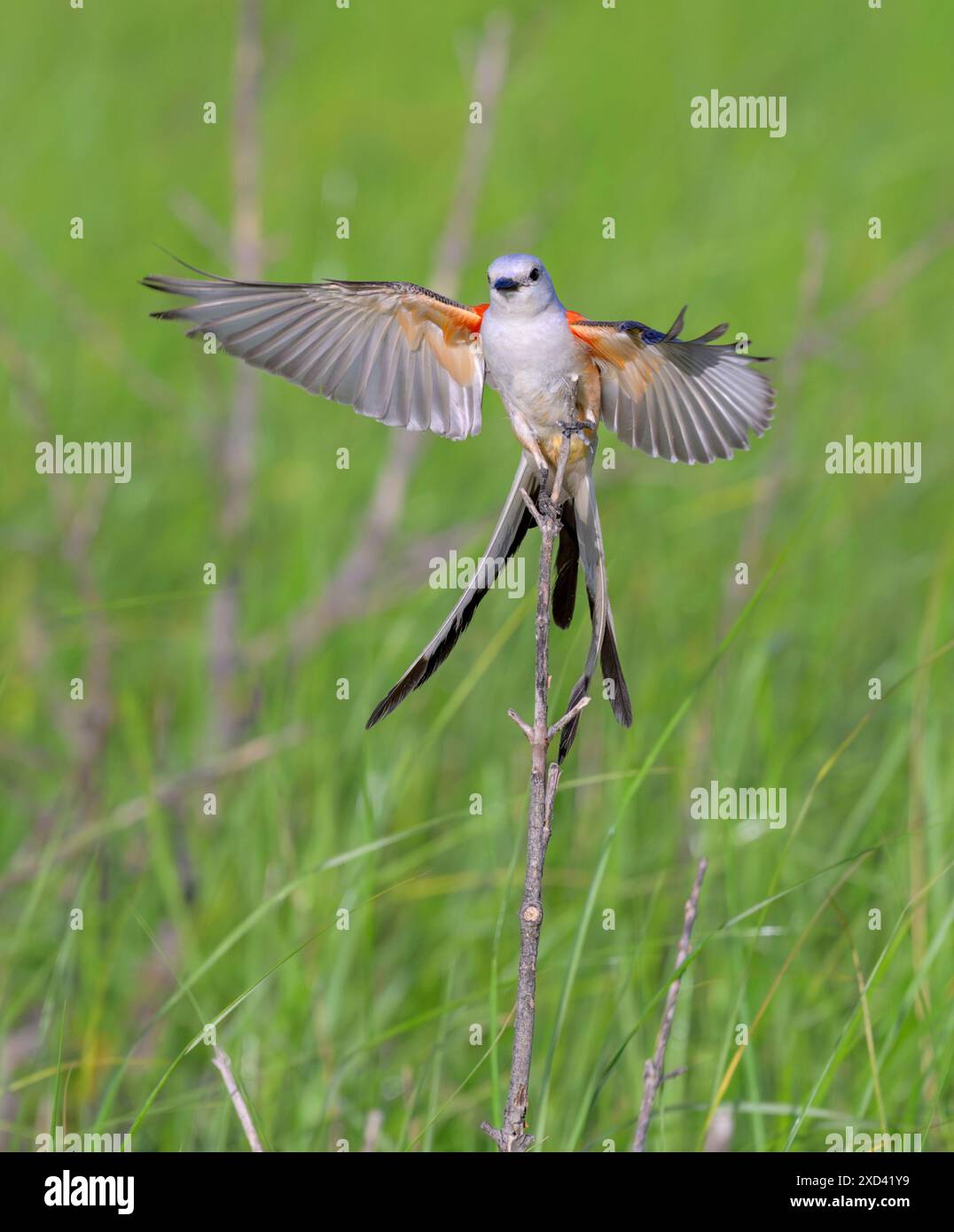 Wind wings hi-res stock photography and images - Alamy