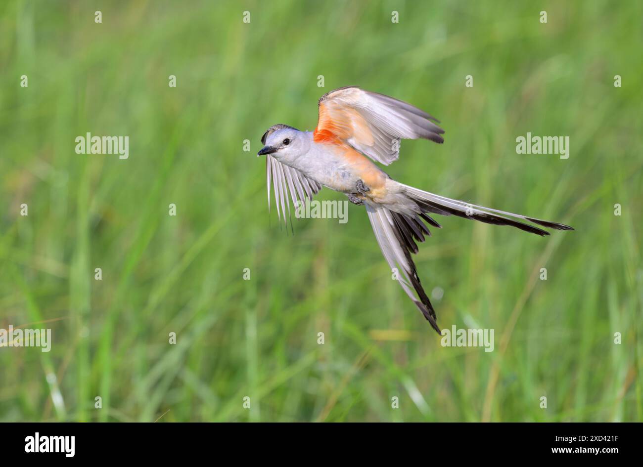 Scissor-tailed flycatcher (Tyrannus forficatus) flying over coastal ...