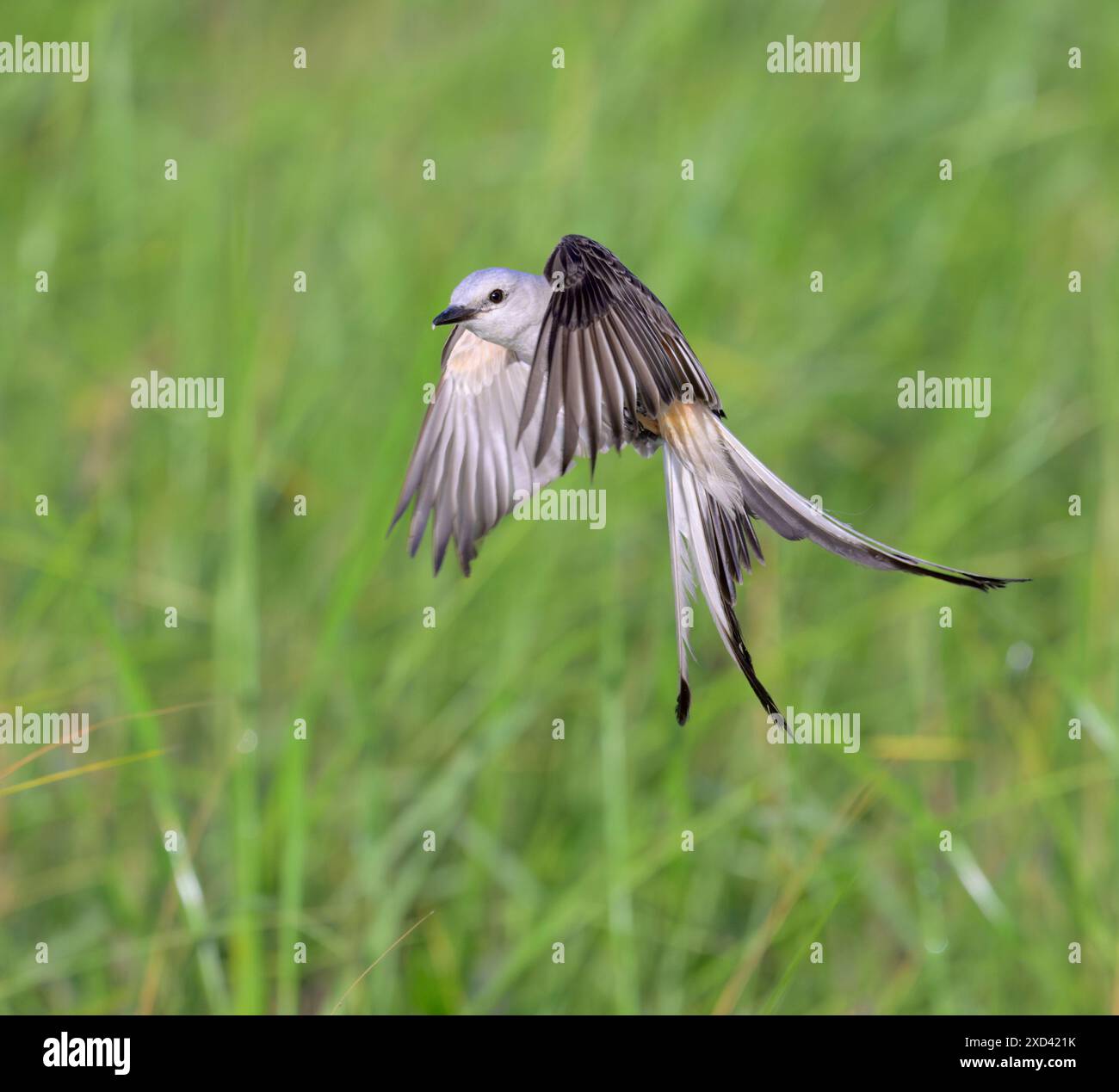 Scissor-tailed flycatcher (Tyrannus forficatus) flying over coastal ...