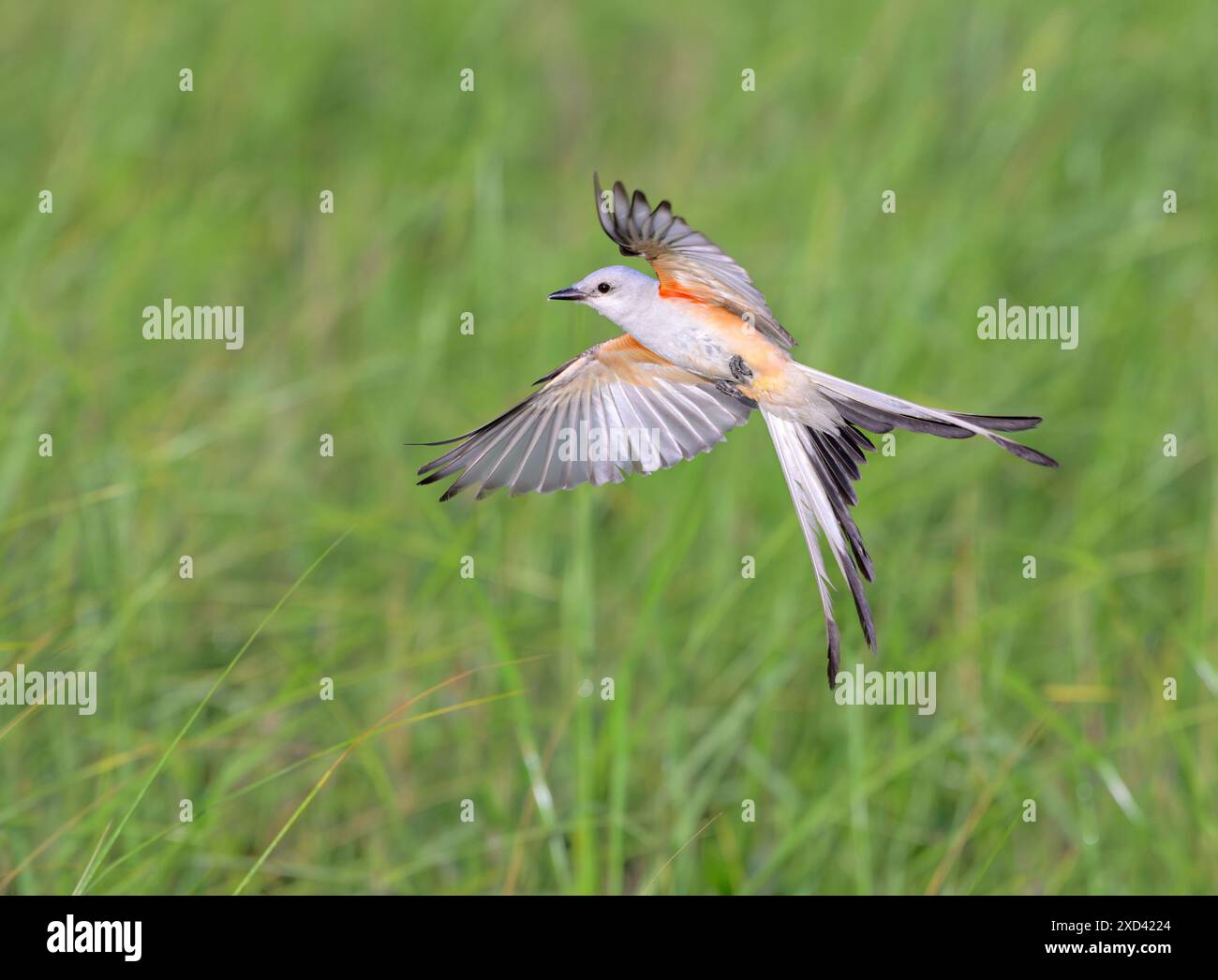 Scissor-tailed flycatcher (Tyrannus forficatus) flying over coastal ...