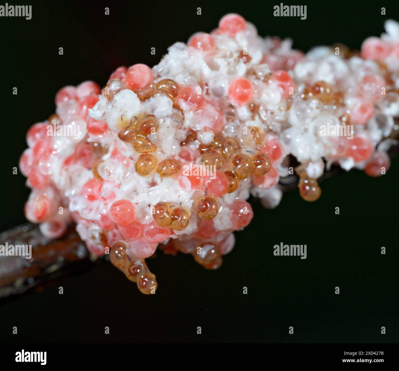 Texas snails hi-res stock photography and images - Alamy