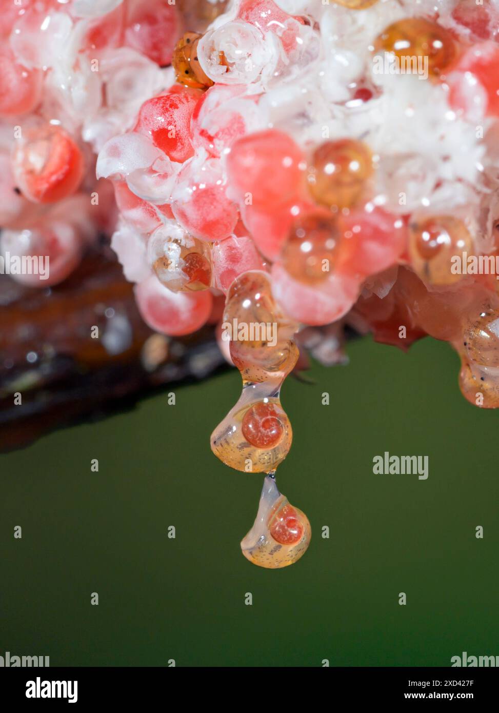 Apple snails (Pomacea maculata) hatching from eggs and dropping from ...