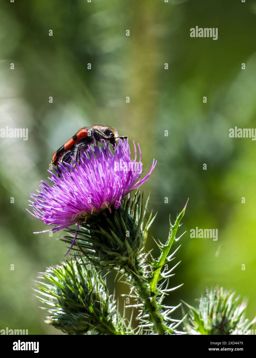 Heatwave insects hi-res stock photography and images - Alamy