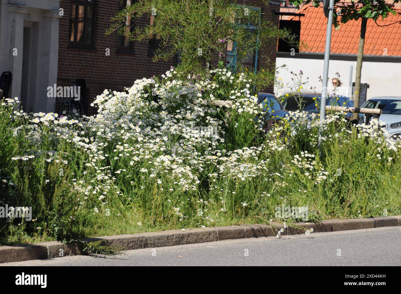 Copenhagen/ Denmark/20 JUNE 2024/Flwoers nd weeds in center of road in ...