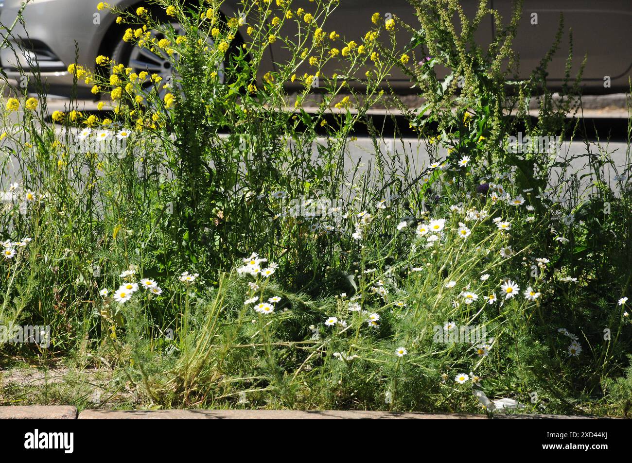 Copenhagen/ Denmark/20 JUNE 2024/Flwoers nd weeds in center of road in ...