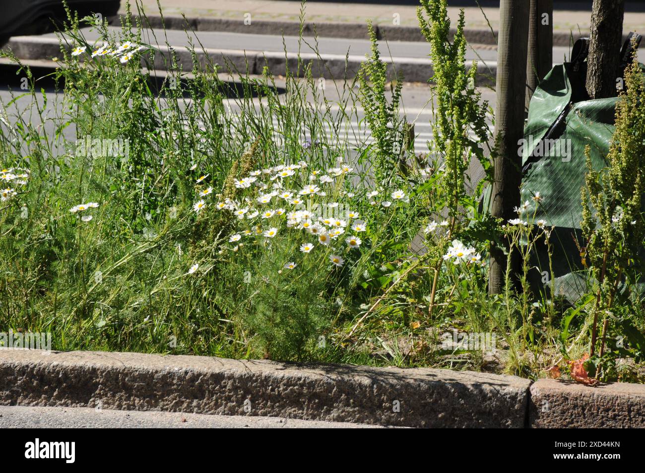 Copenhagen/ Denmark/20 JUNE 2024/Flwoers nd weeds in center of road in ...
