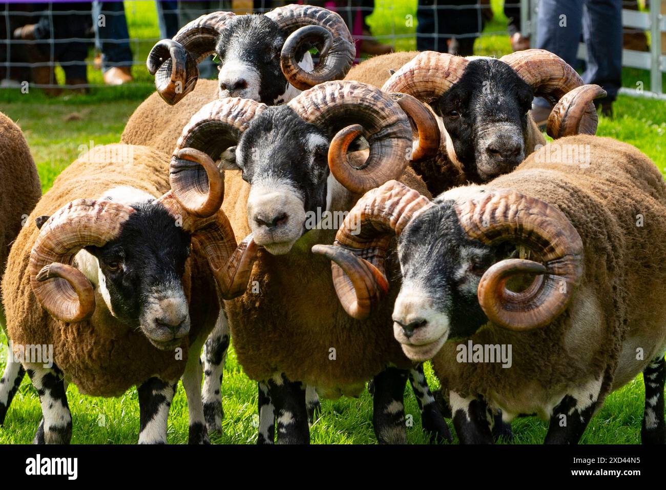 Edinburgh, Scotland, UK. 20th June 2024. Opening day of the Royal ...
