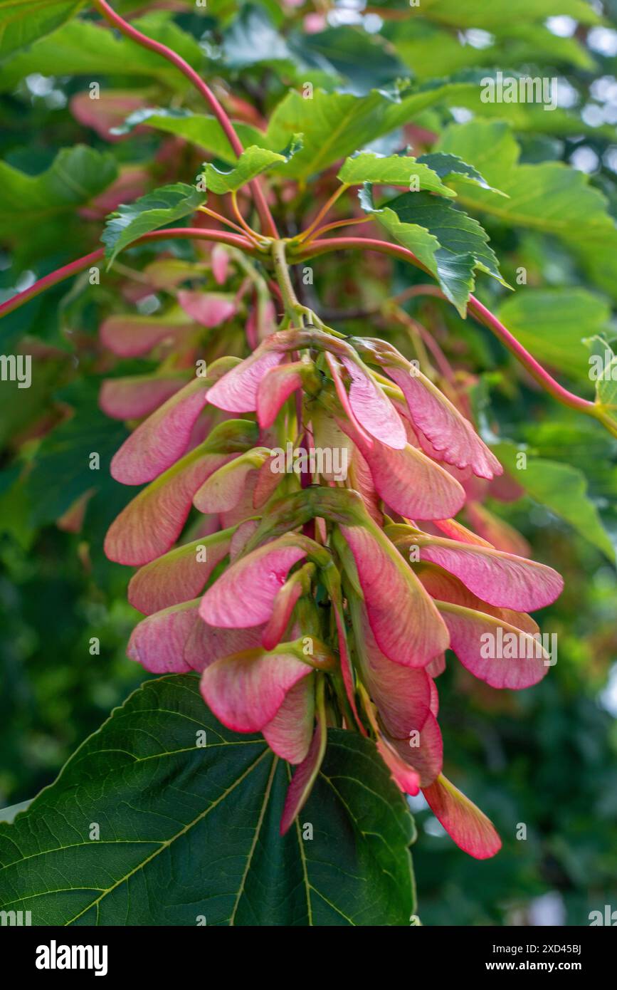 Maple (Acer platanoides) leaf and fruit in Ystad, Scania, Sweden ...