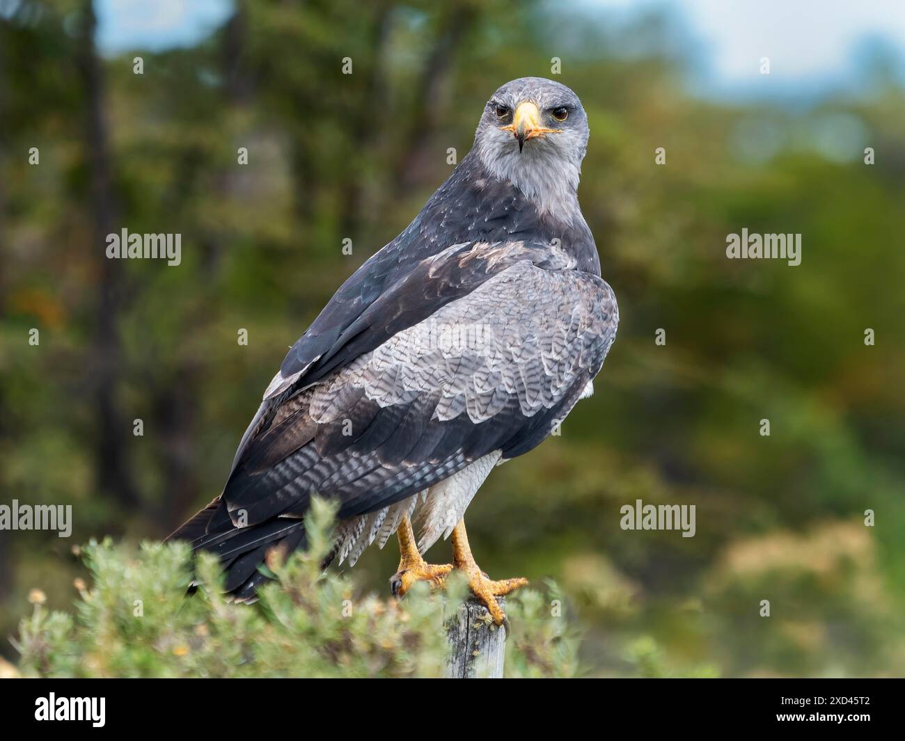 Andean Buzzard (Geranoaetus melanoleucus) also known as Aguja, Blue ...