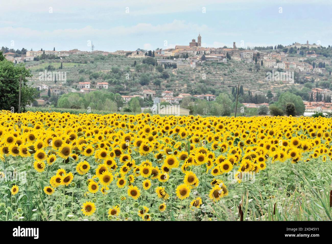 Sunflower field, sunflowers (Helianthus annuus), landscape south of ...