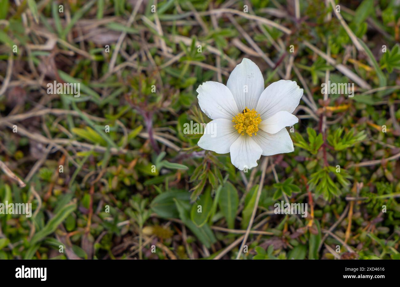 Alpine pasque flower hi-res stock photography and images - Alamy