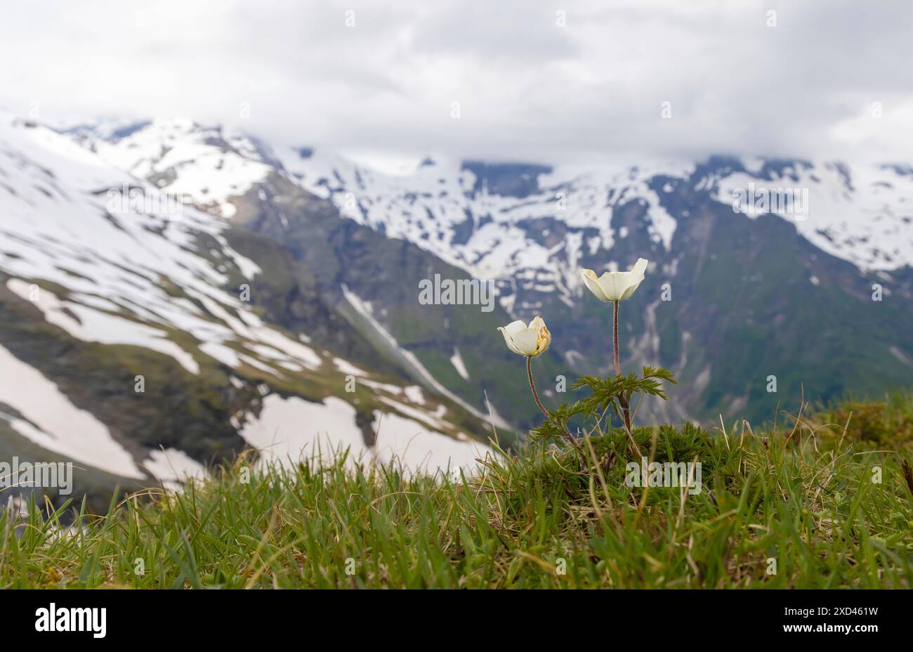 Alpine pasqueflower (Pulsatilla alpina), also known as Alpine anemone ...