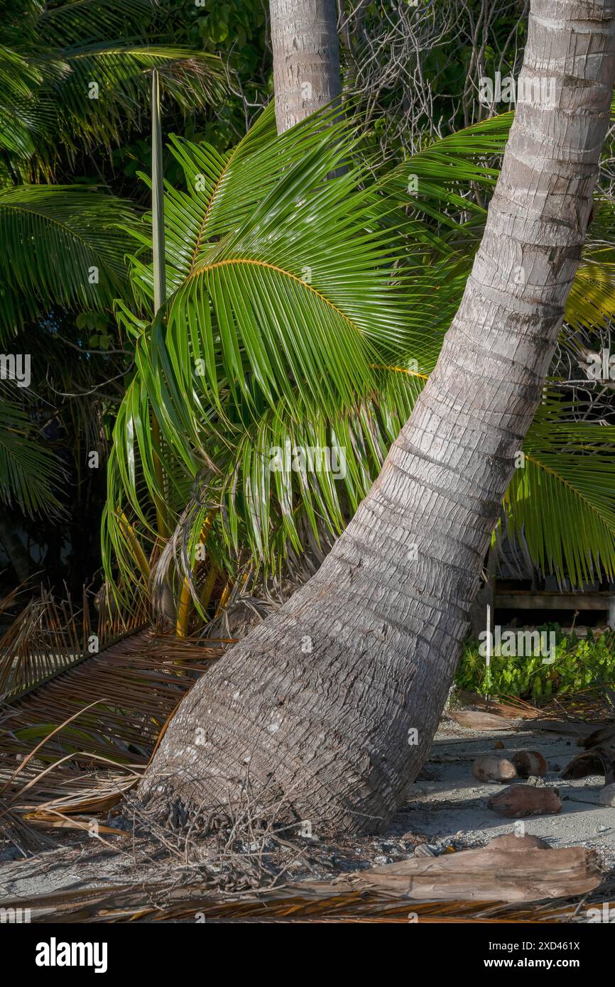 Coconut palms old and young, Tikehau, Atoll, Tuamotu Archipelago ...