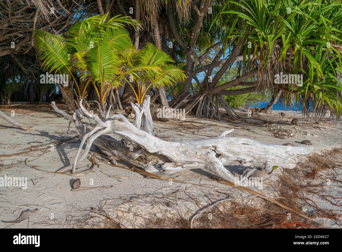 Dead tree and young coconut palm shoots, Tikehau, Atoll, Tuamotu ...