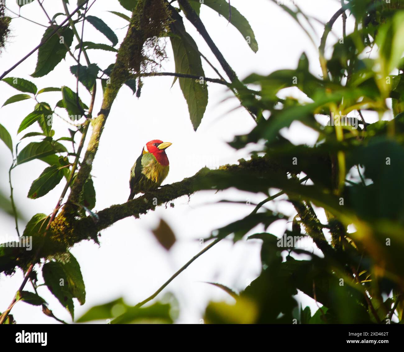 Red headed Barbet in the Maquipucuna Cloudforest, Ecuador, South ...