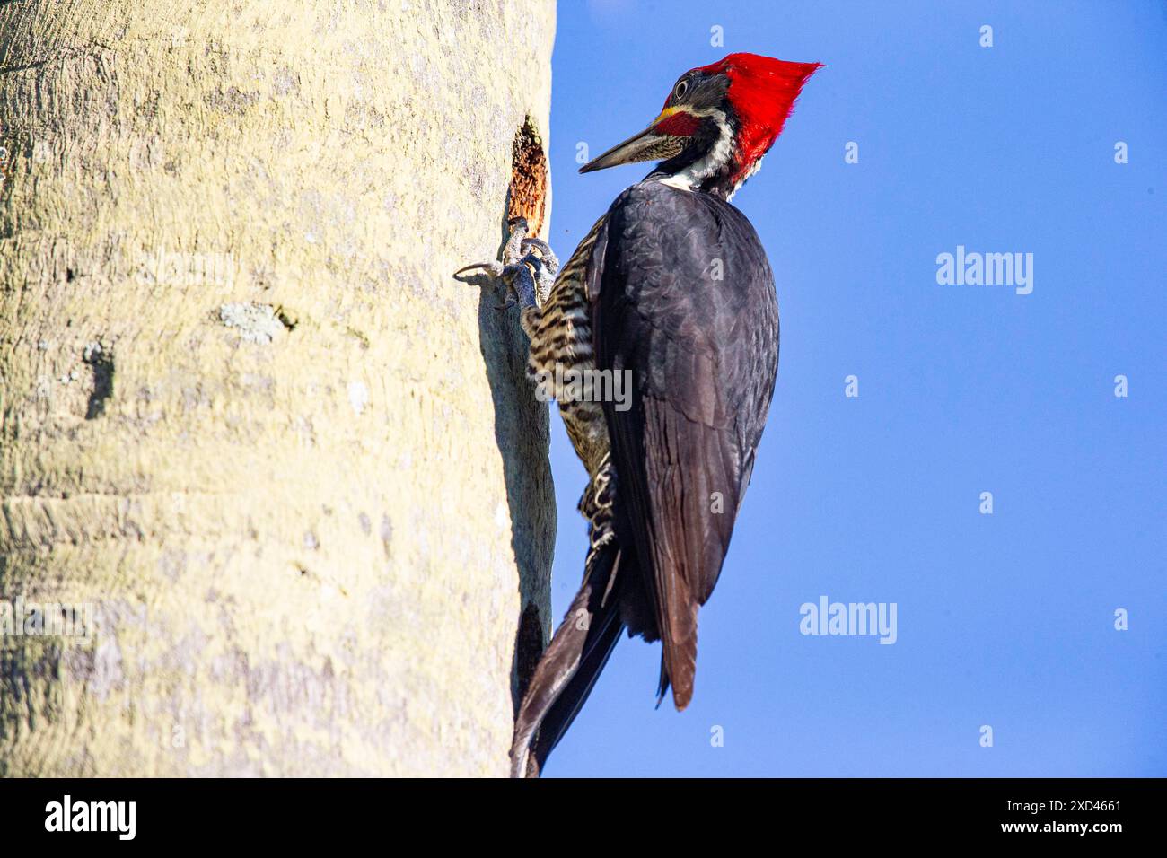 Lineated woodpecker (Dryocopus lineatus) Pantanal Brazil Stock Photo ...