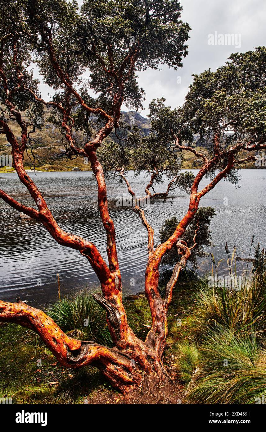 Queñua or paper tree (Polylepis) overlooking a lake in the mid and high ...