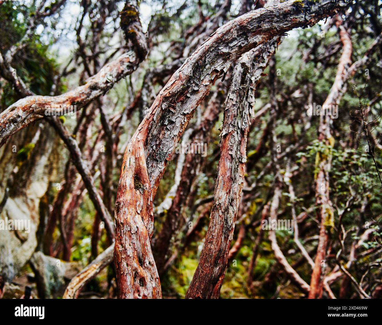 Queñua or paper tree (Polylepis) forest in the mid and high elevation ...
