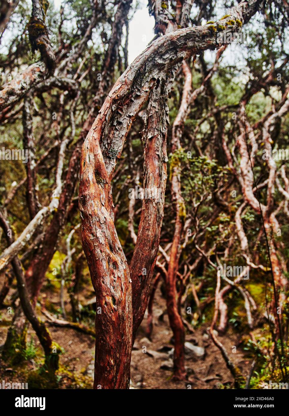 Queñua or paper tree (Polylepis) forest in the mid and high elevation ...