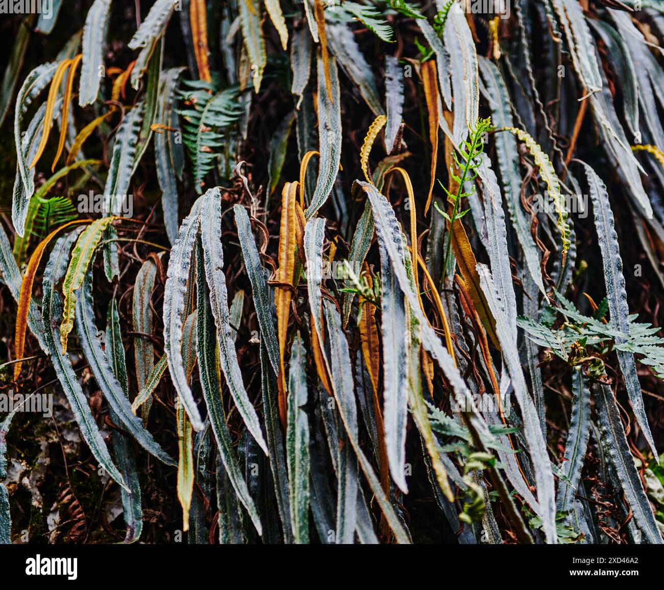 Close up of plant flora growing in Cajas National Park, Cuenca, Ecuador ...