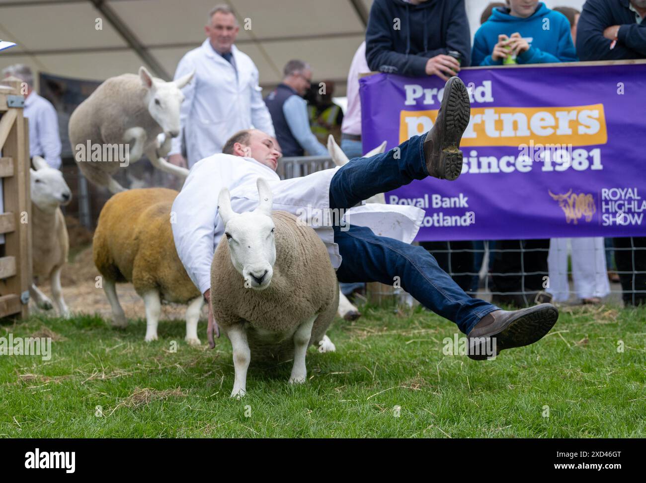 Royal highland show livestock 2024 scotland hi-res stock photography ...