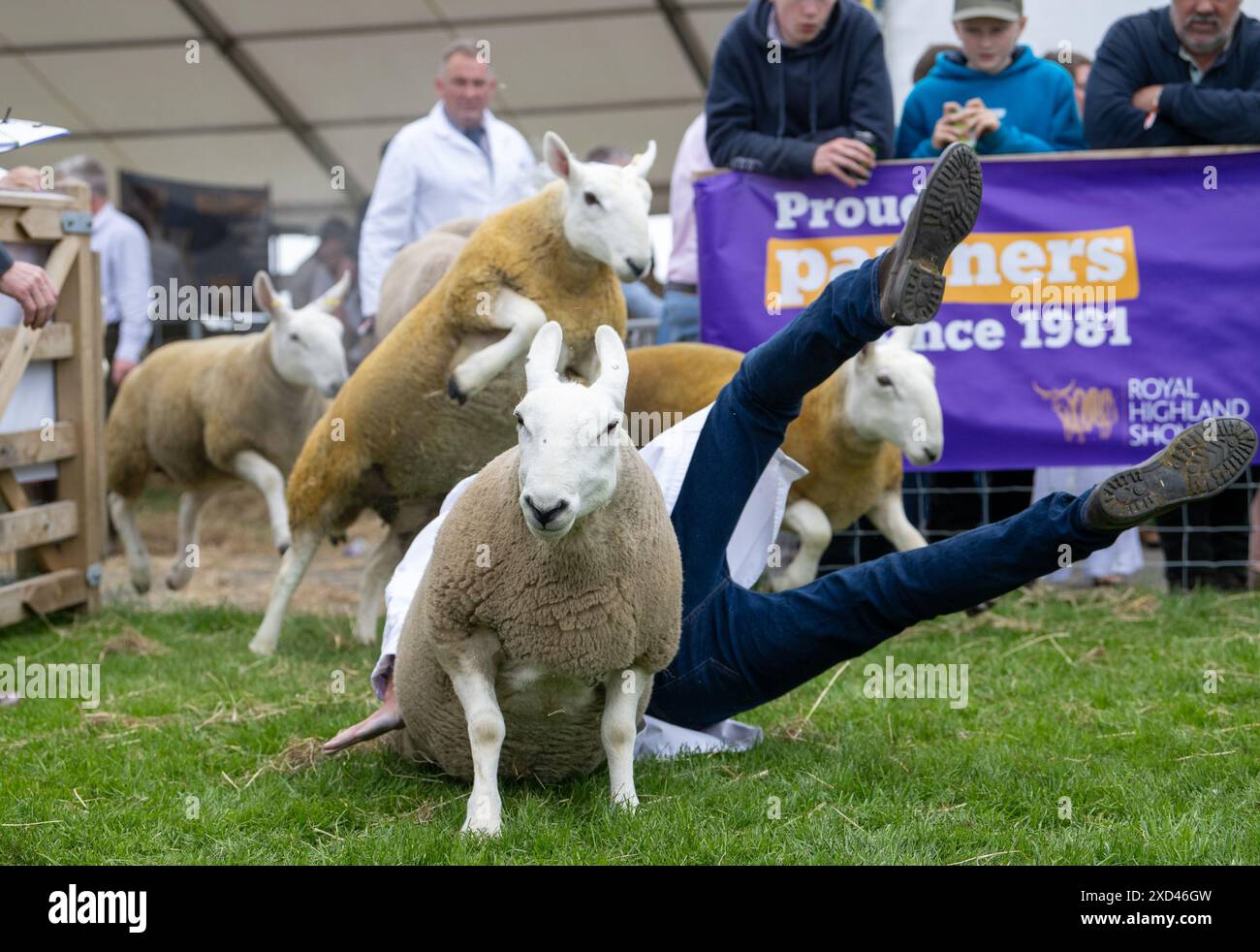Edinburgh, June 20th 2024, Royal Highland Show. A competitor in the ...