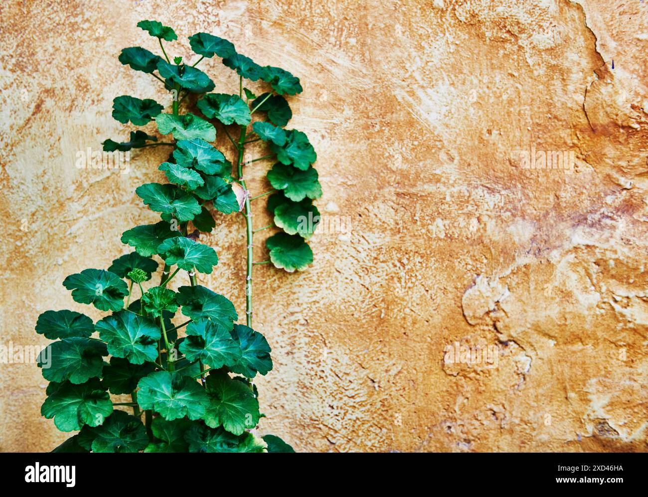 Green plant growing up a wall in Cuenca, Ecuador, South America Stock ...