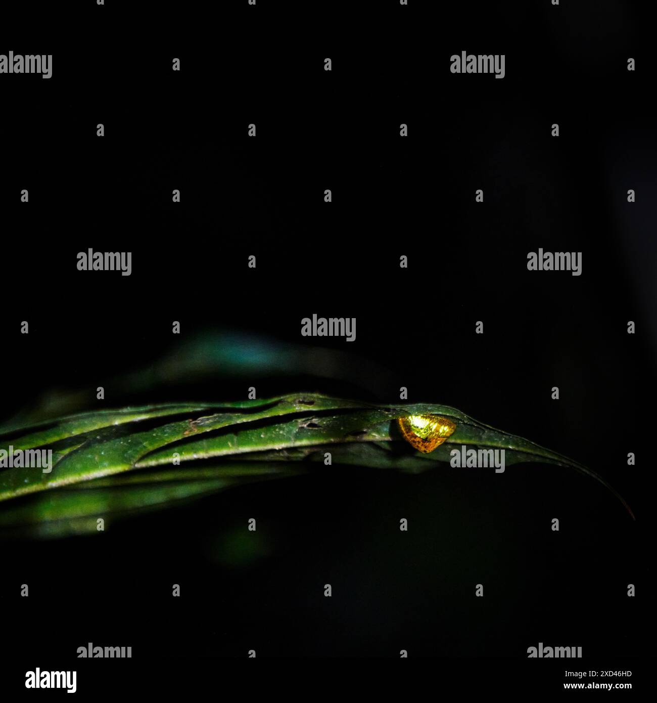 Golden beetle sitting on a leaf at night in the Cuyabeno wildlife ...