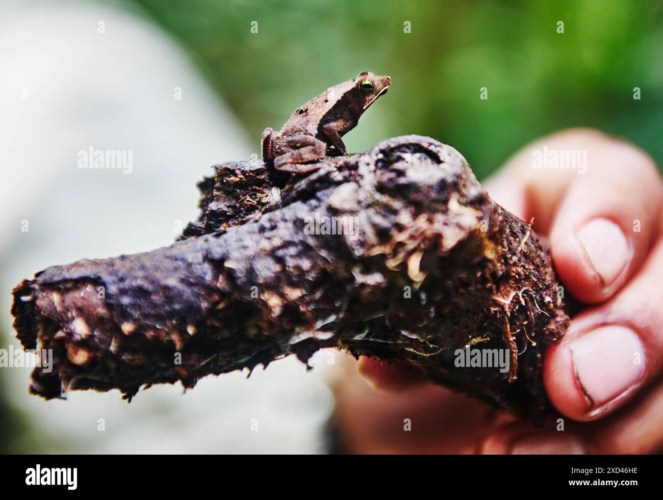 Tropical frog sitting on a branch in the Cuyabeno wildlife reserve ...