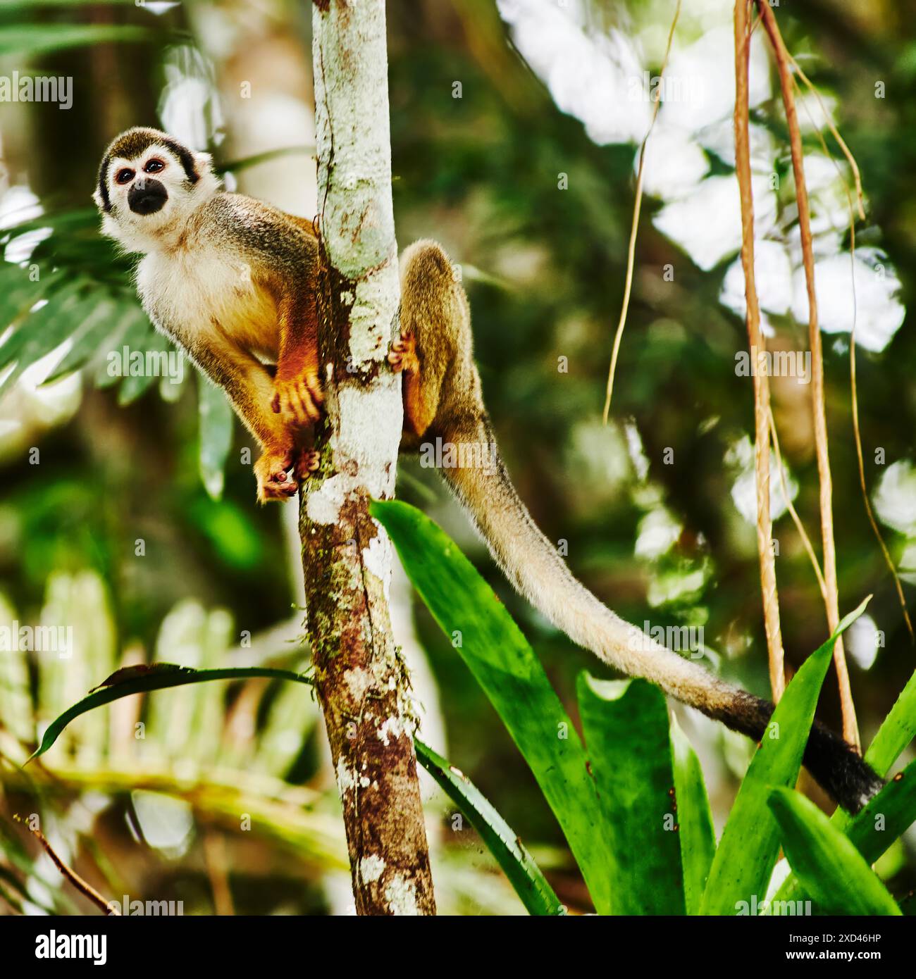 Squirrel monkey in Cuyabeno wildlife reserve, Amazon rainforest ...