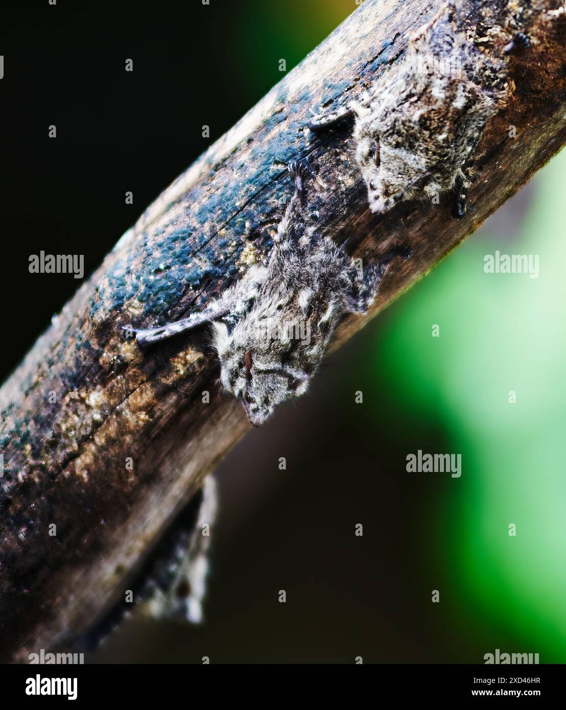 Proboscis Bat, Rhynchonycteris naso, or short nosed bats in Cuyabeno ...