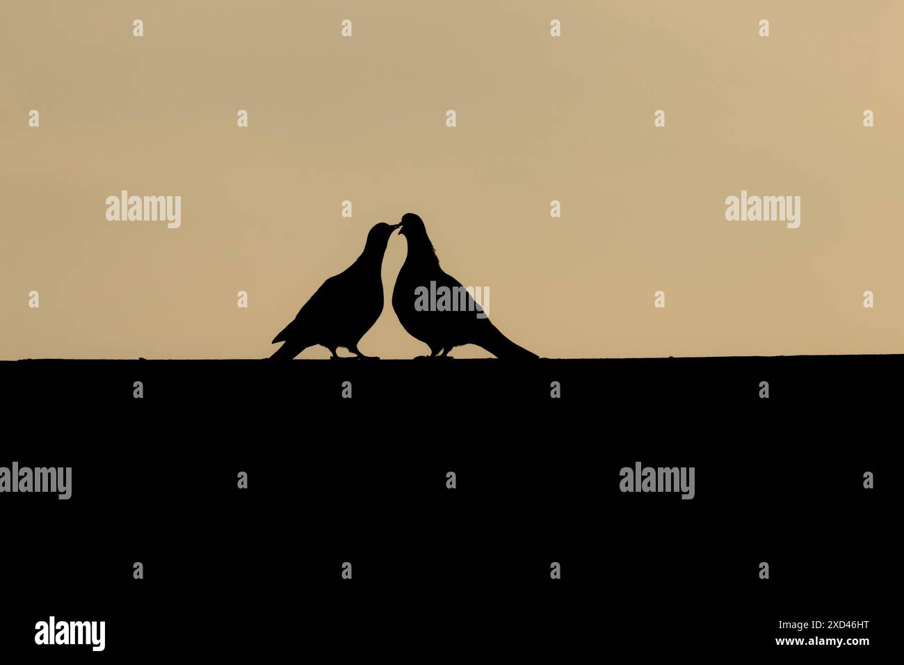 Wood pigeon (Columba palumbus) two adult birds performing their ...