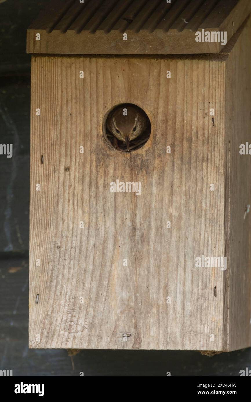 Eurasian wren nest box hi-res stock photography and images - Alamy