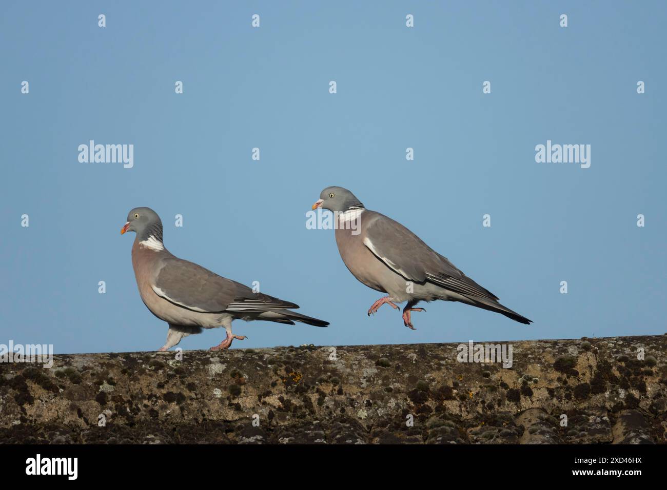 Wood pigeon (Columba palumbus) two adult birds with one chasing the ...