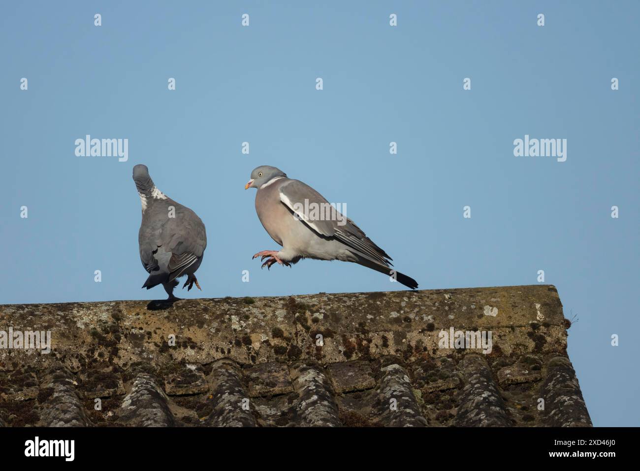 Wood pigeon (Columba palumbus) two adult birds with one jumping at the ...