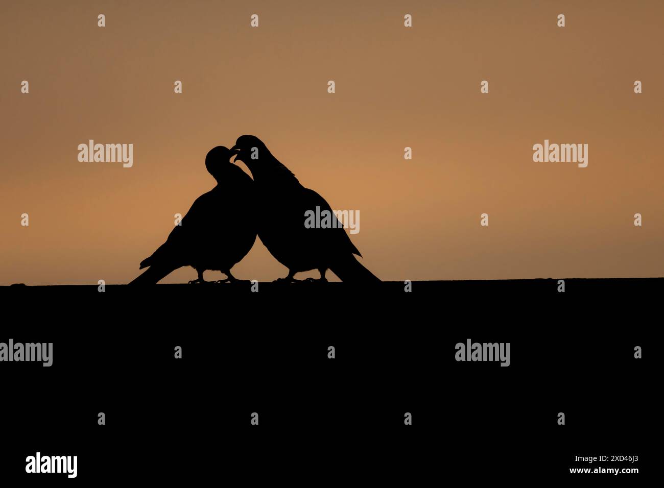 Wood pigeon (Columba palumbus) two adult birds performing their ...