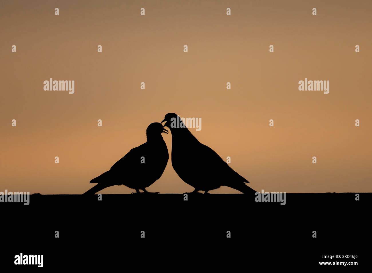 Wood pigeon (Columba palumbus) two adult birds performing their ...