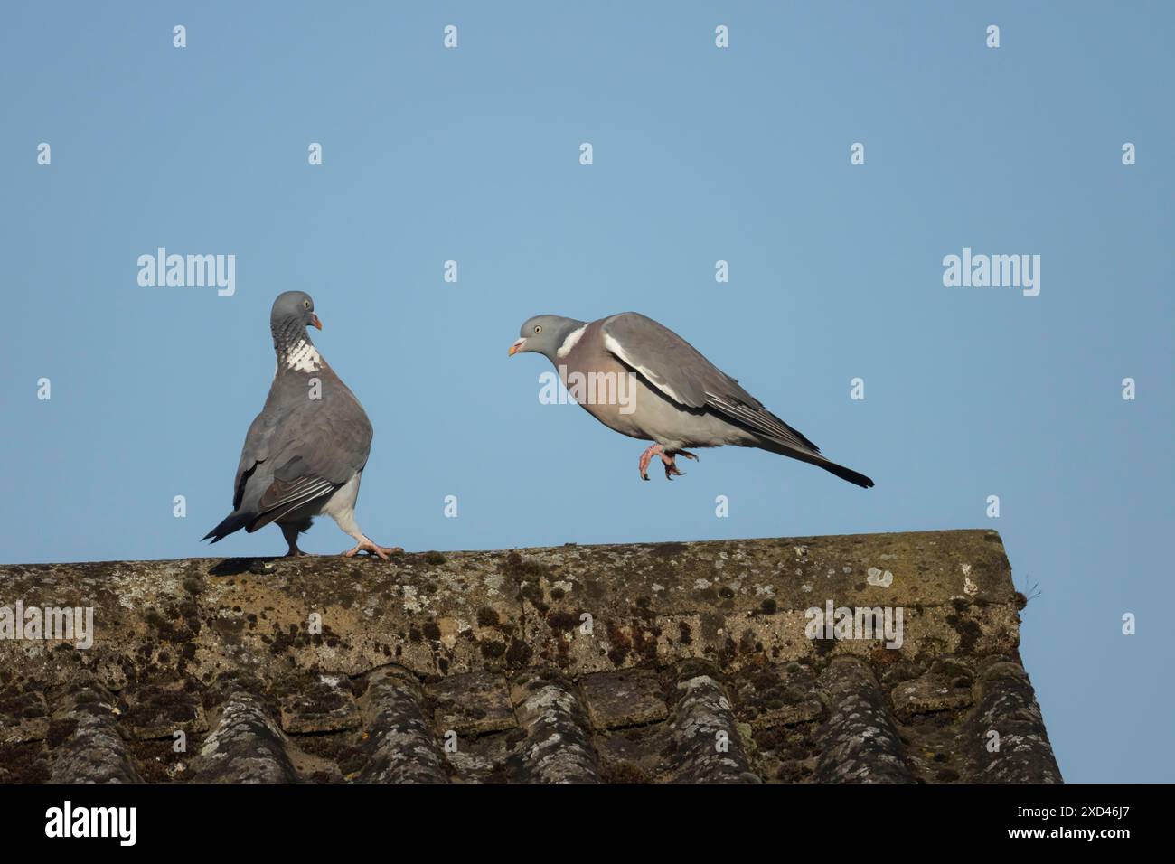 Wood pigeon (Columba palumbus) two adult birds with one jumping at the ...