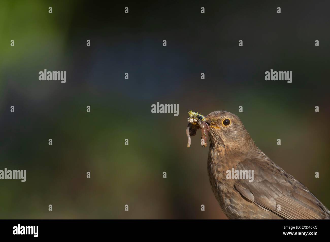 European blackbird (Turdus merula) adult female bird with a beak full ...