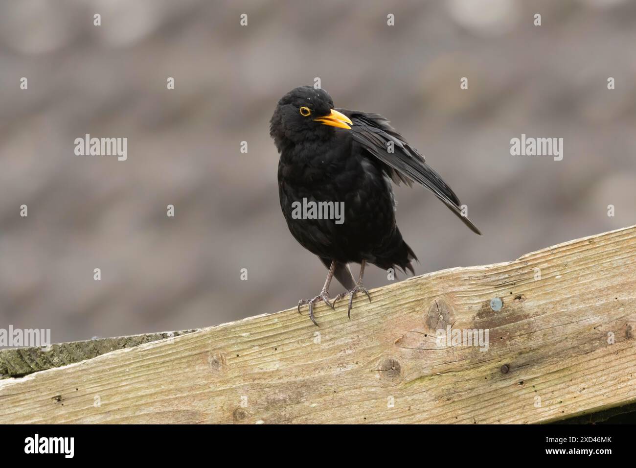 European blackbird (Turdus merula) adult male bird preening on an urban ...